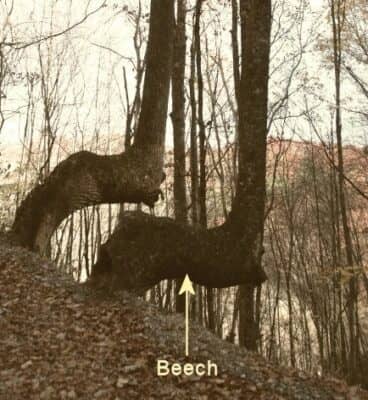 Sacred Trees Of The Cherokee